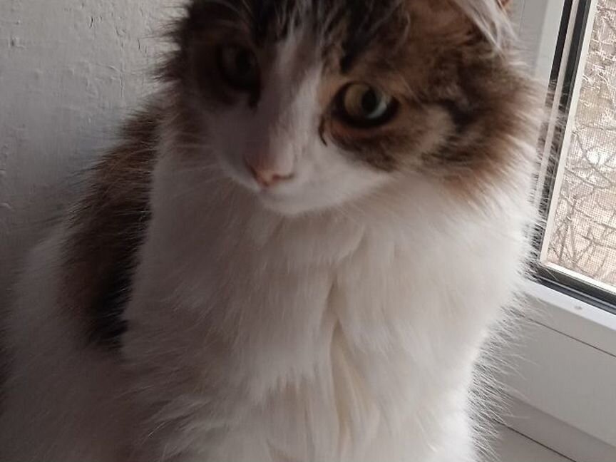 Кошка
