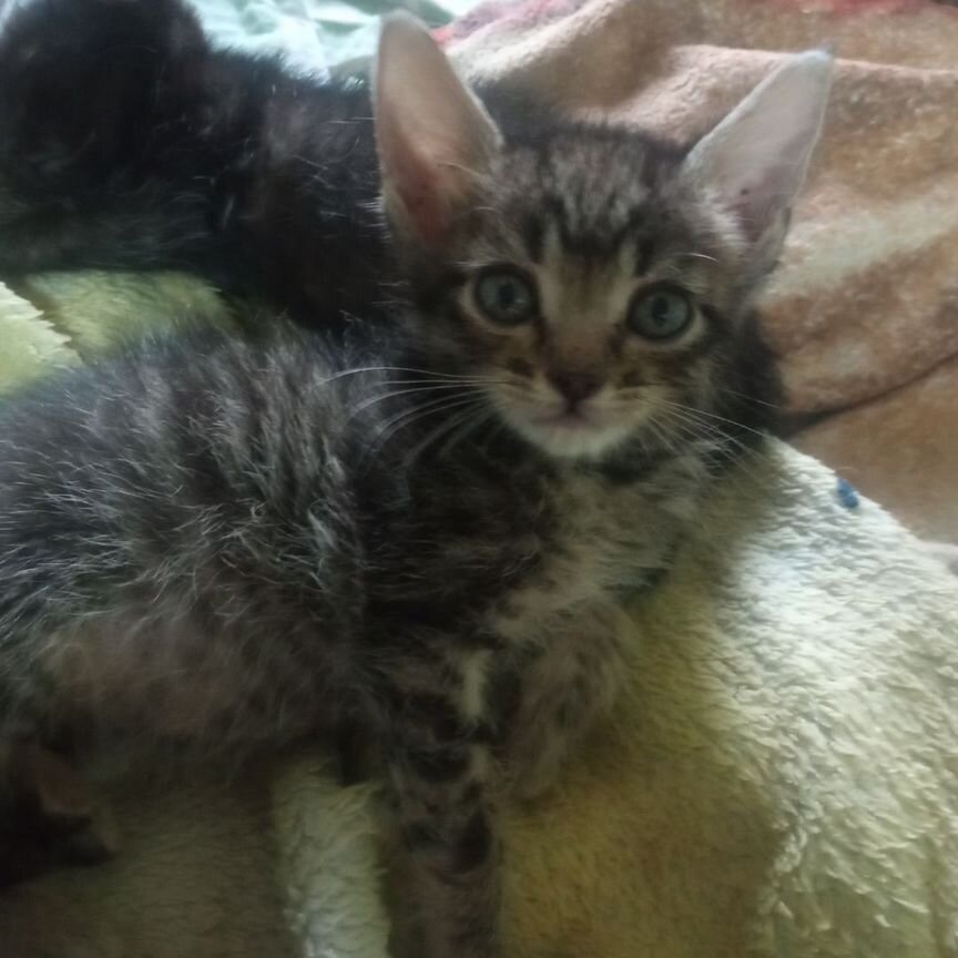 Продам красавицу