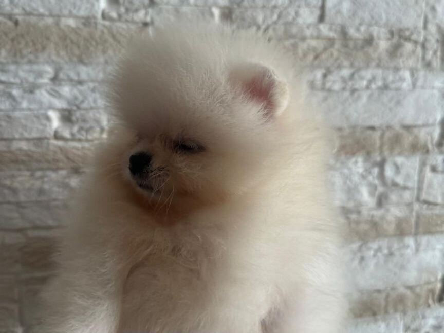 Померанский шпиц