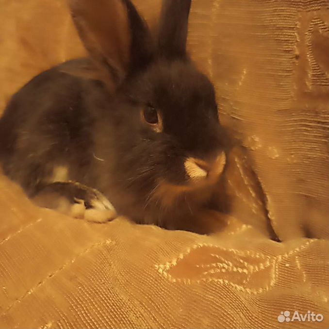 Декоративный кролик мальчик
