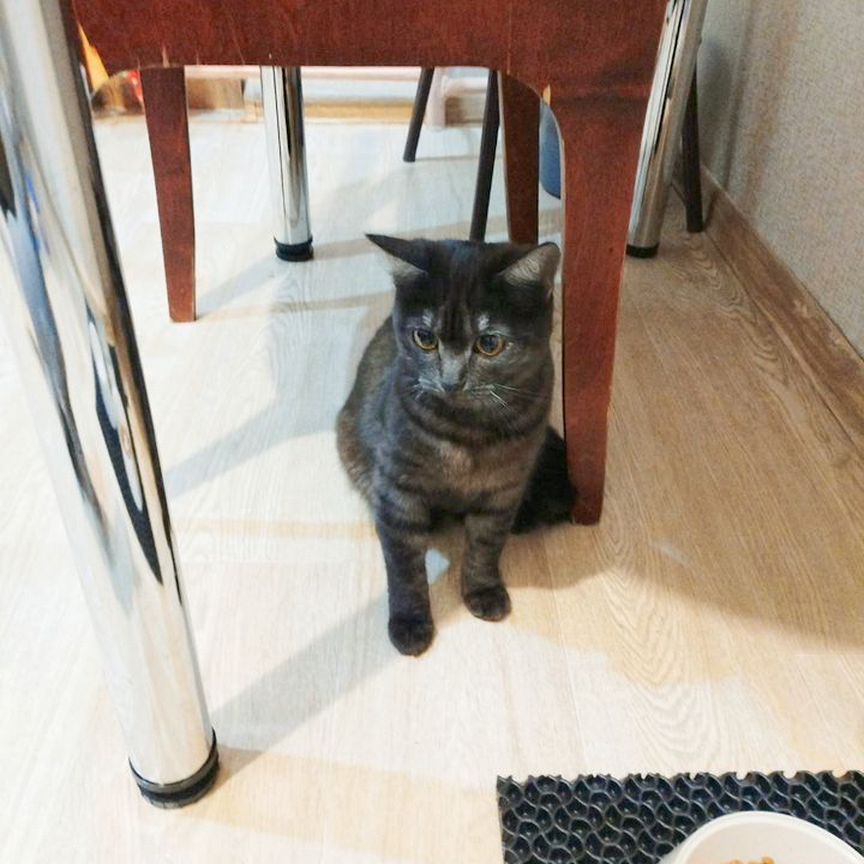 Отдам британца