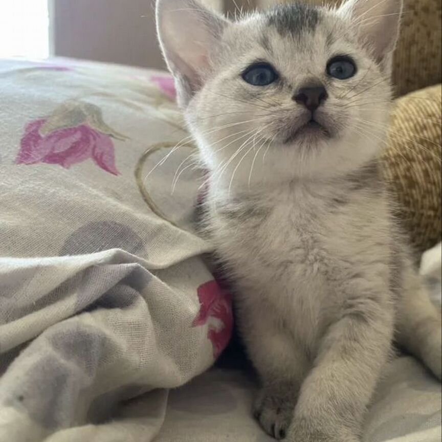 Абиссинские котята блэк сильвер