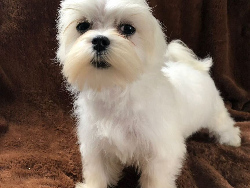 Мальчик мальтезе