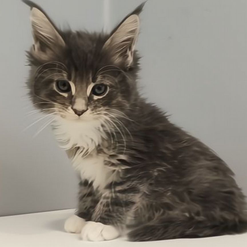 Мейн-кун котёнок