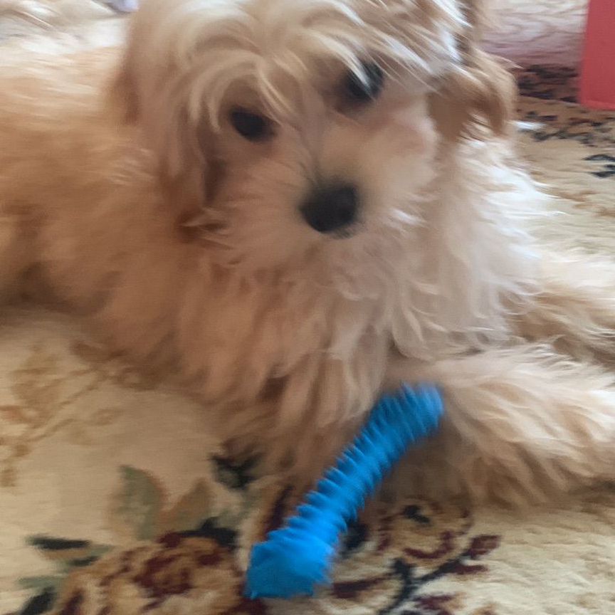 Щенки мальтипу