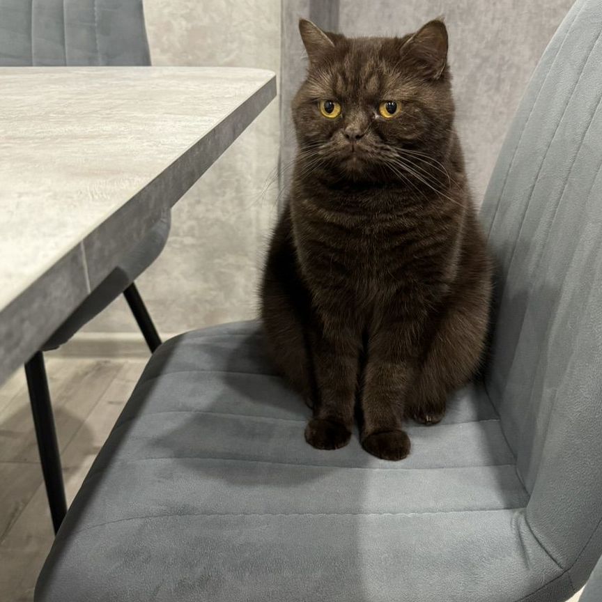 Кот и кошка в одну семью