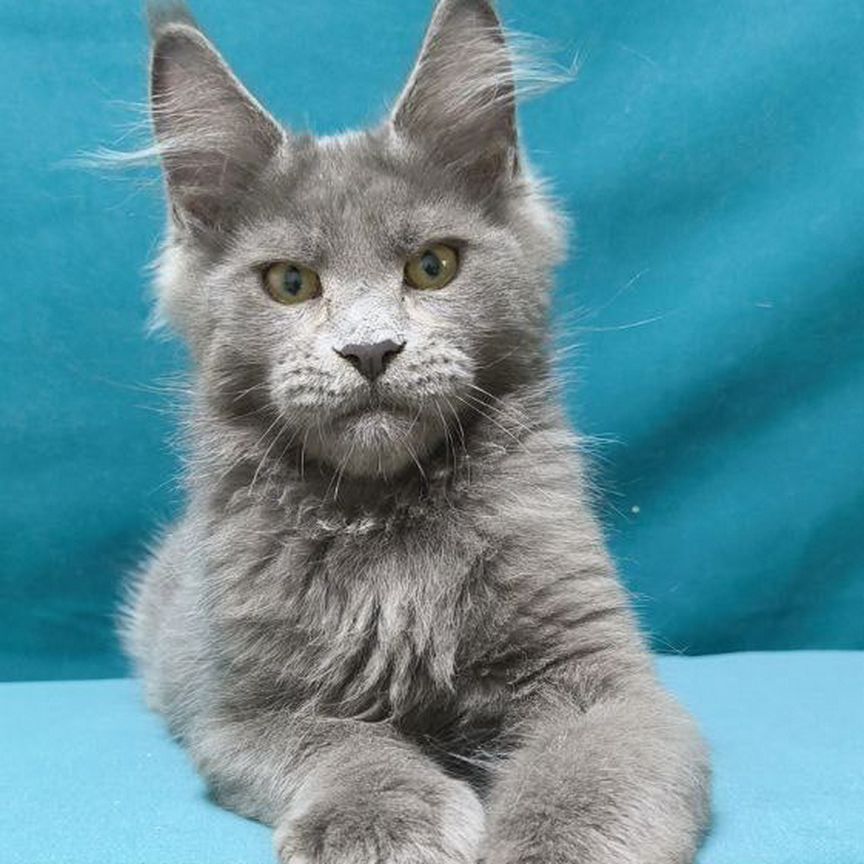 Мейкун котенок мальчик