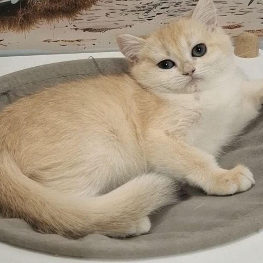 Британский короткошёрстный котёнок