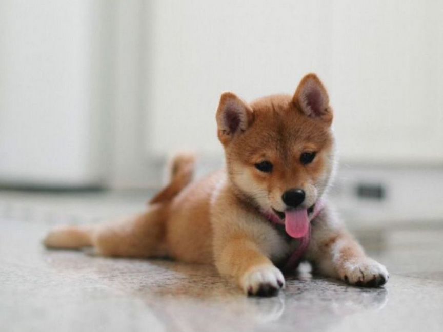 Щенки сиба ину