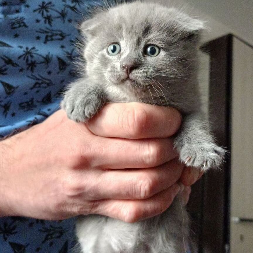 Британские вислоухие котята бесплатно