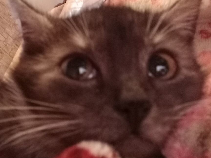 Домашние животные котята