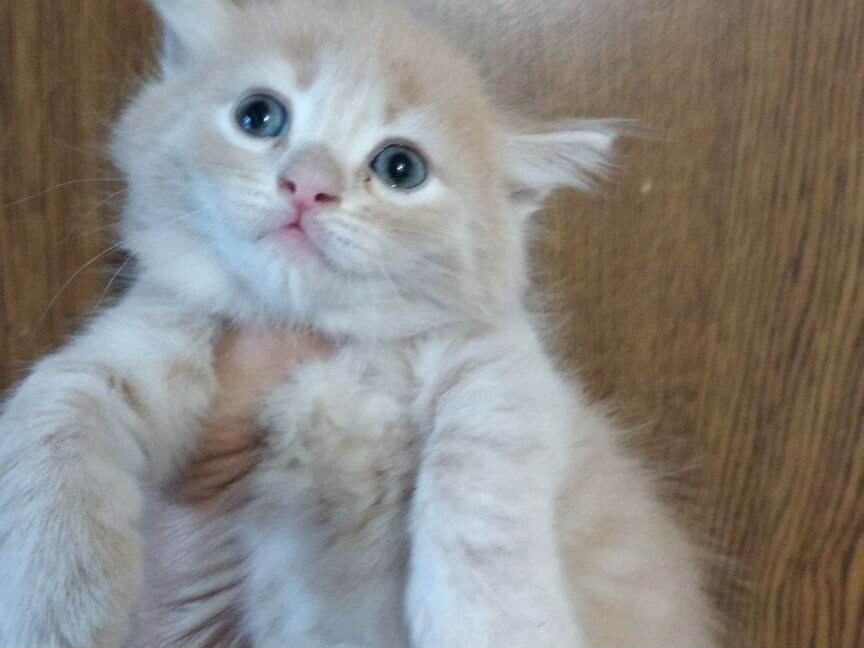 Котенок.Пушистый мальчик.1 мес.10 дней