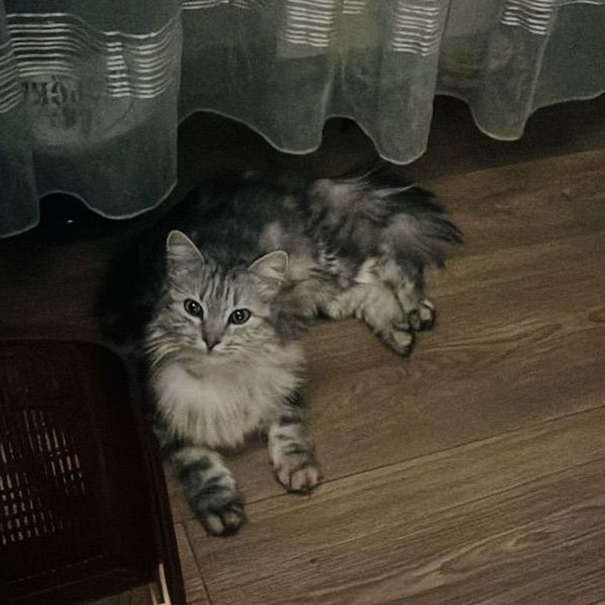 Кошечка в добрые руки