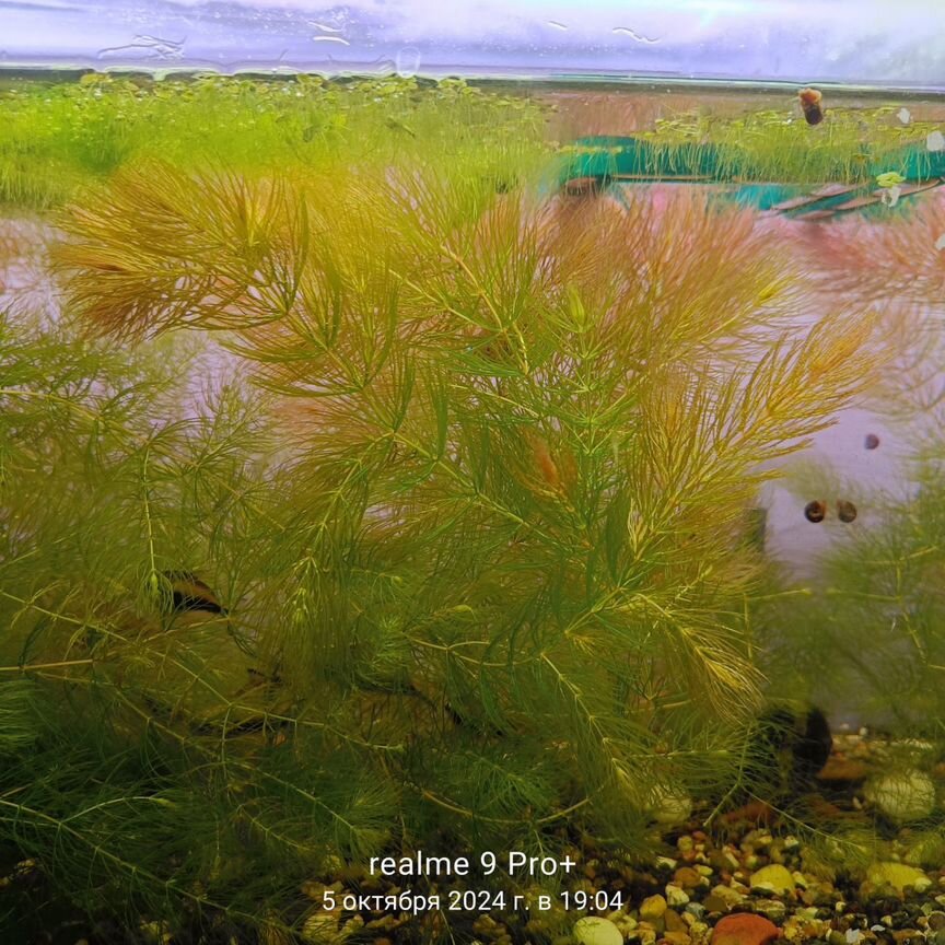 Роголистник