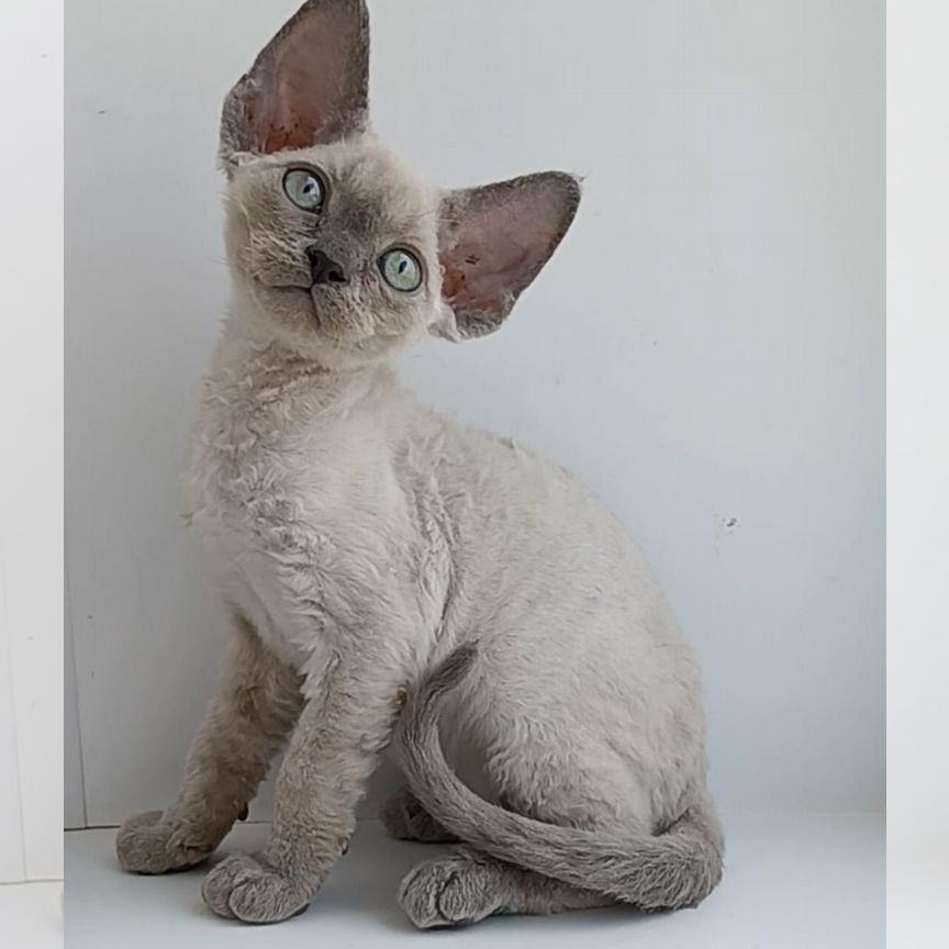 Котята девон-рекс