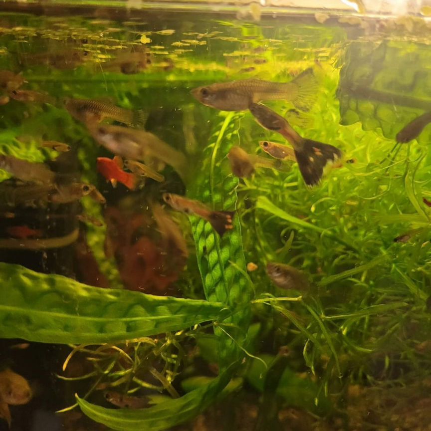 Рыбки гуппи