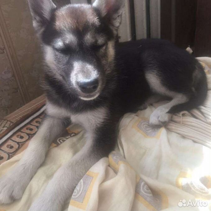 Щенок девочка, мама хаски