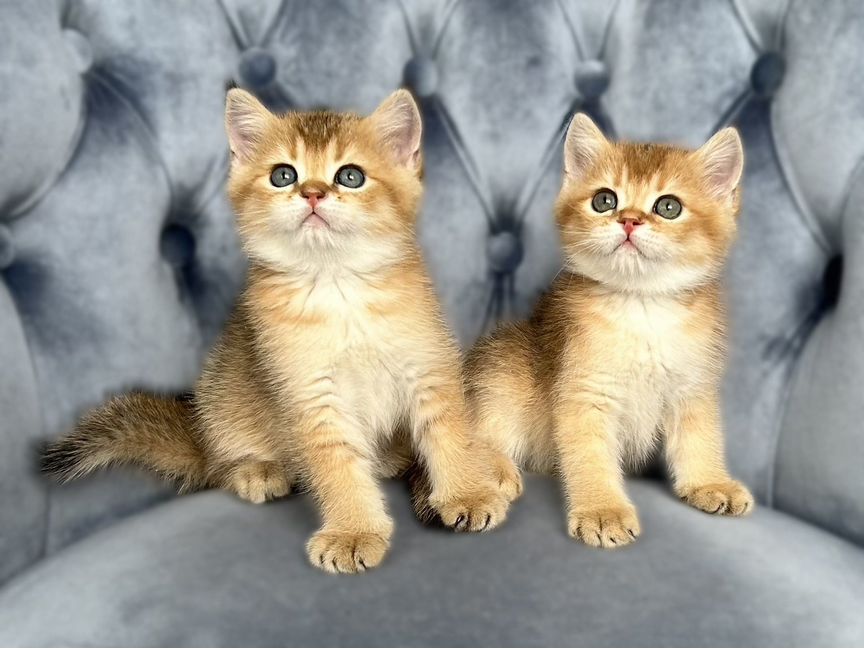 Золотые мальчики