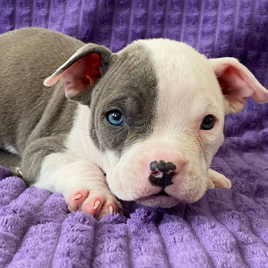 Щенки амбулли