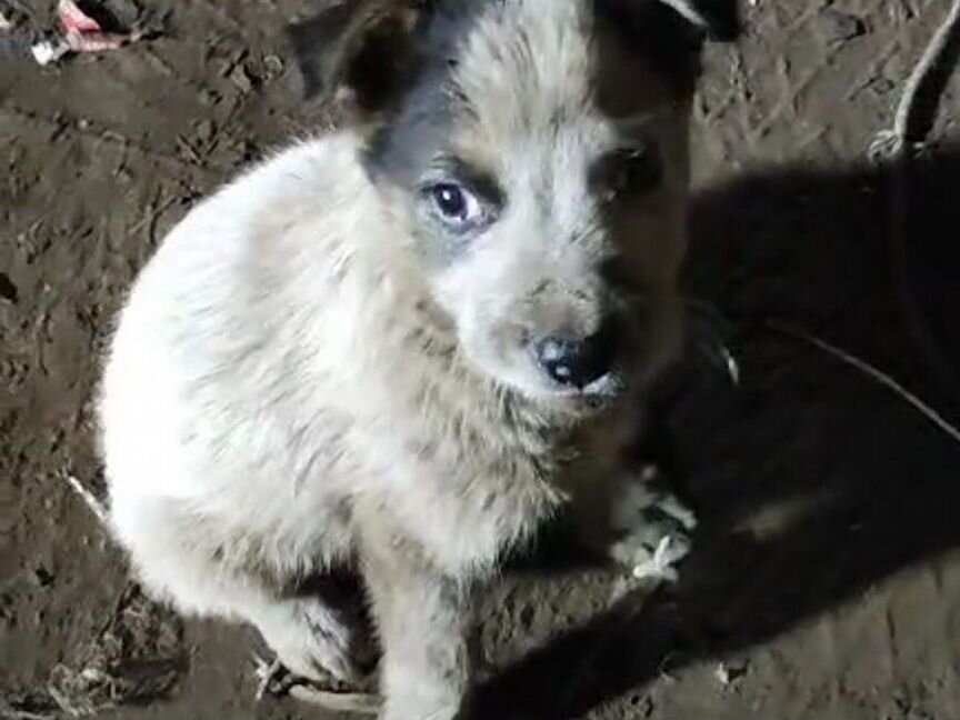 Щенок в добрые руки бесплатно