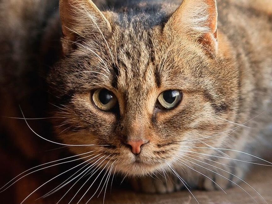 Добряк - здоровяк или кота много не бывает