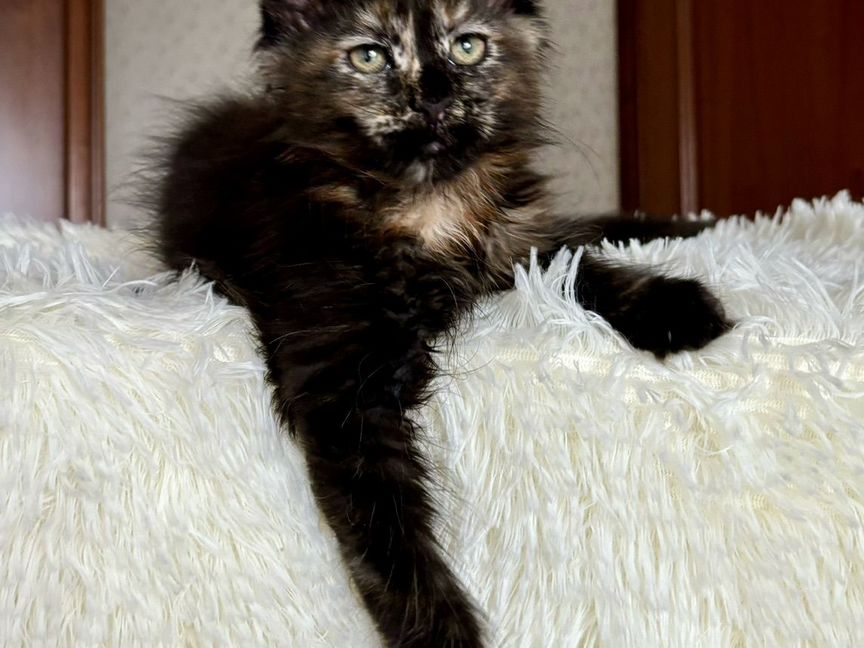 Котята мейн-кун с документами