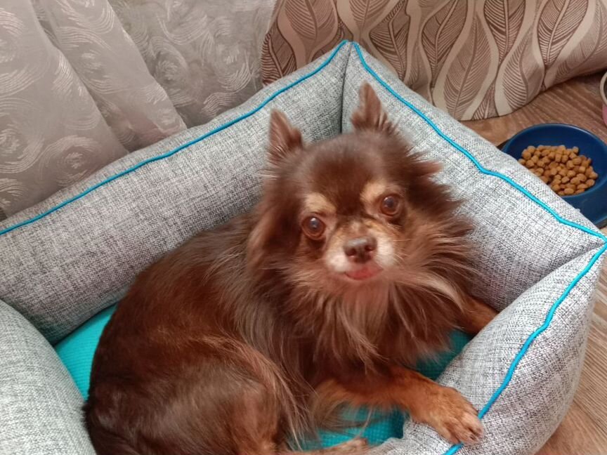 Чихуахуа в хорошие руки