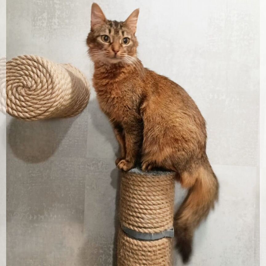 Кошка породы сомали