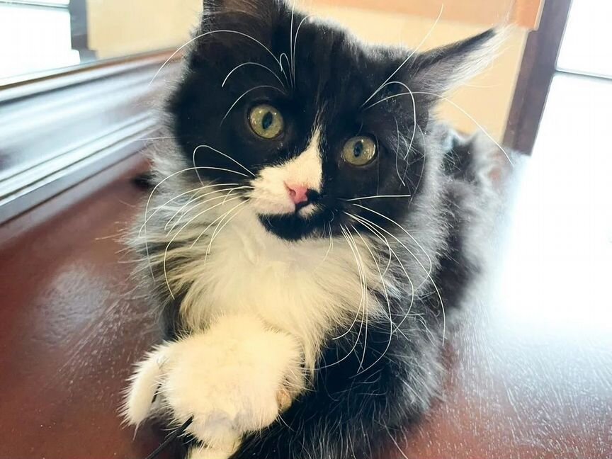 Котенка выгоняют на улицу