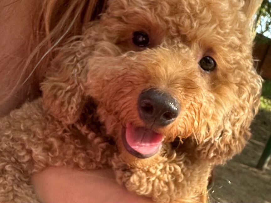 Той-пудель мальтипу вязка (кобель)