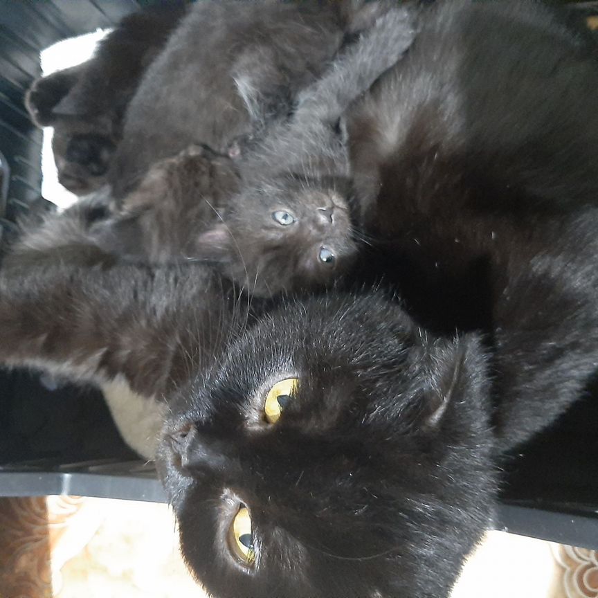 Котята в добрые руки бесплатно