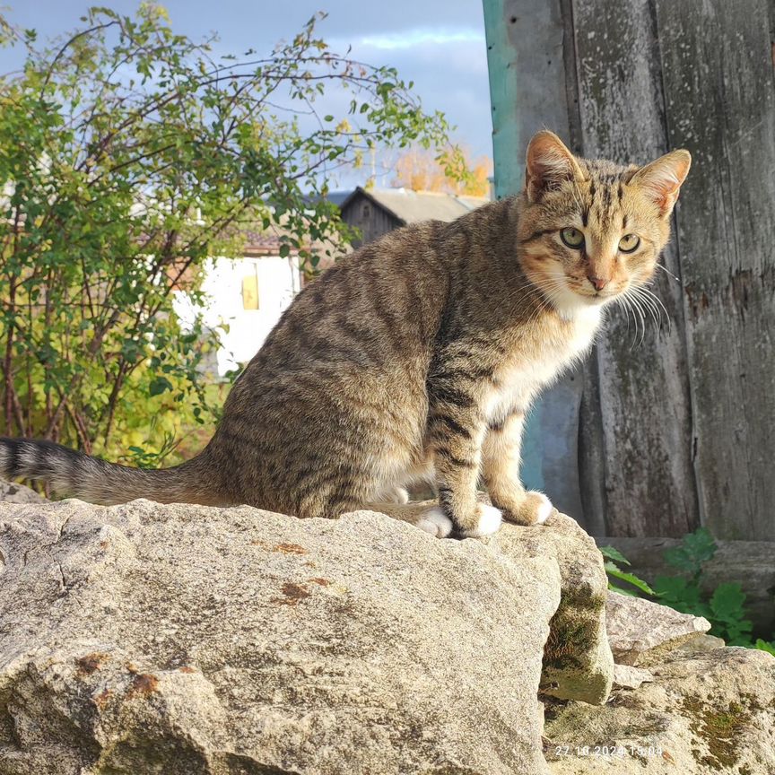 Котенок Лёвик просится домой