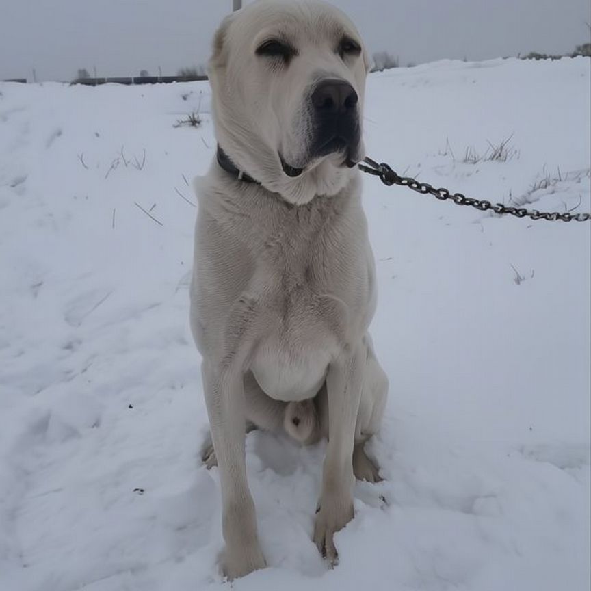 Среднеазиатская овчарка, взрослый пёс