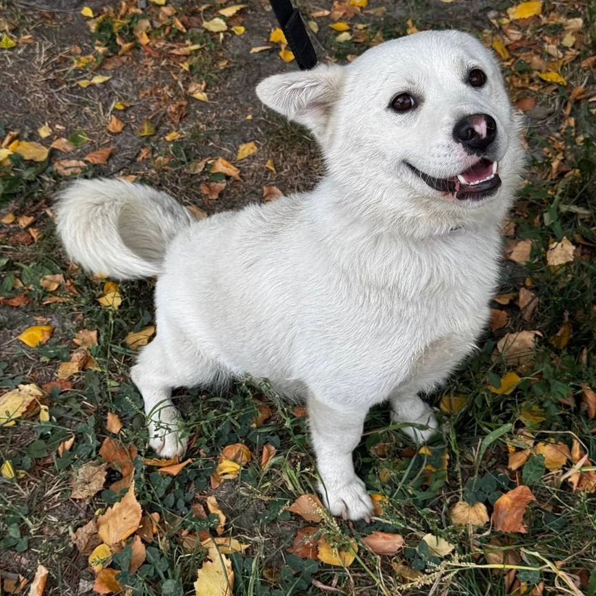 Славный Беня