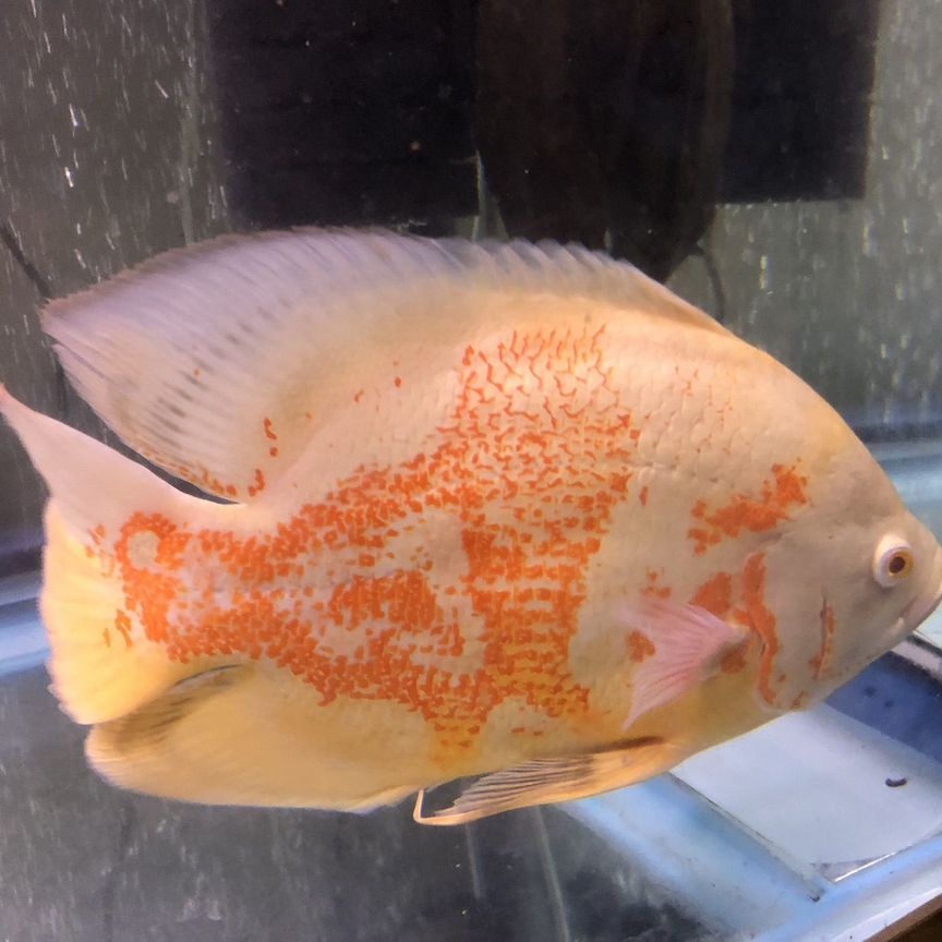 Астронотус