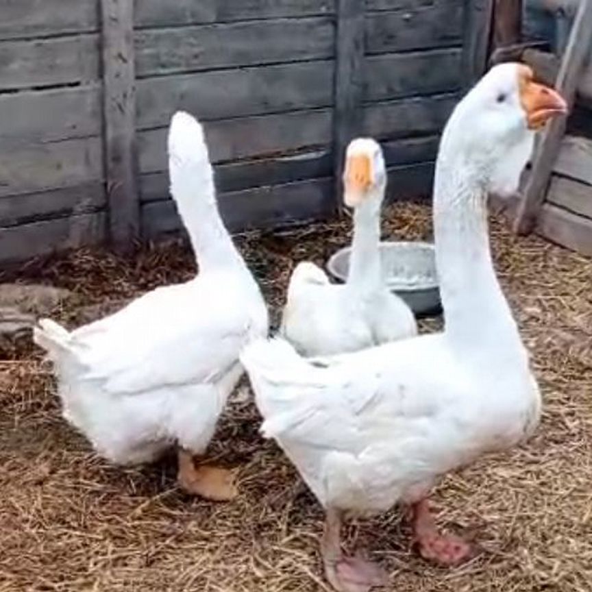 Гуси холмогоры