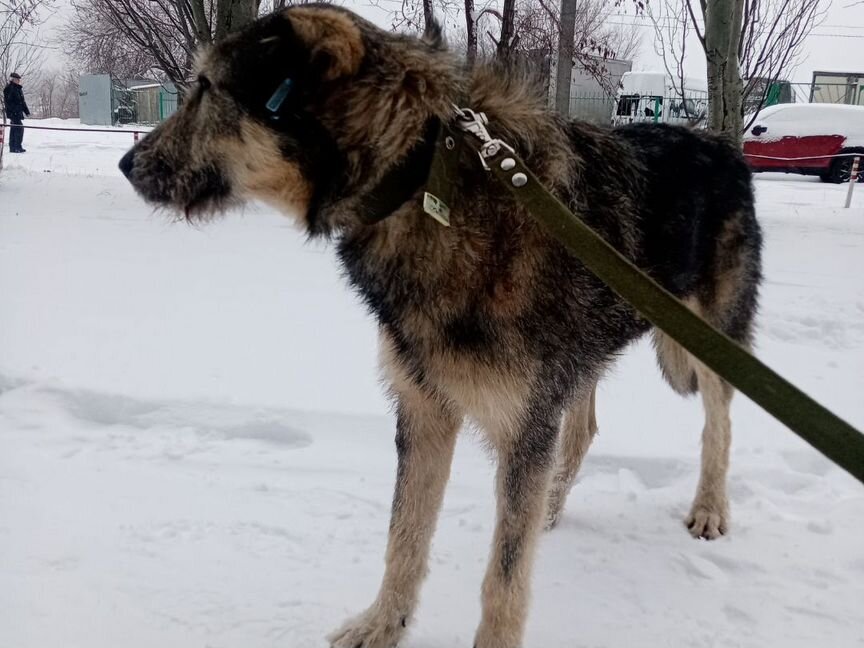 Гигант в беде