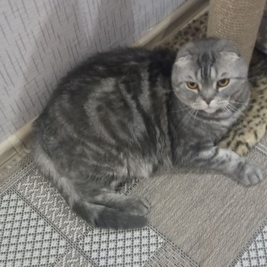 Отдам кота в добрые руки