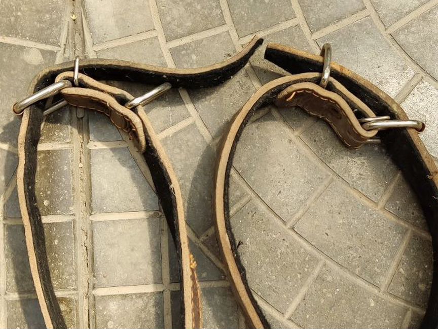 Амуниция для собак