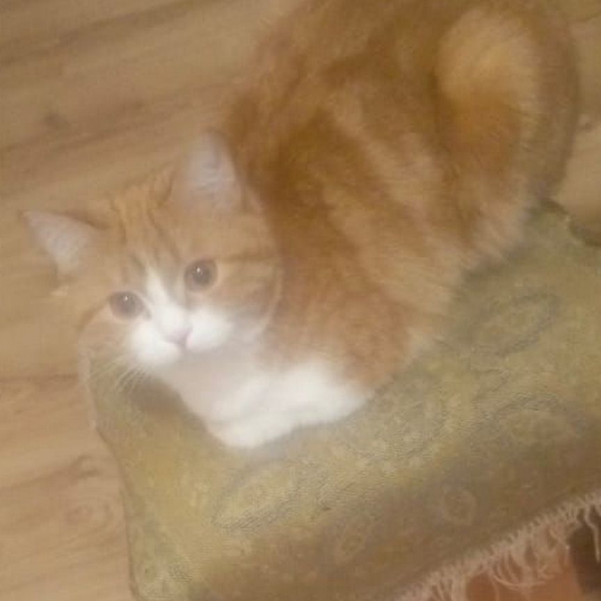 Британский короткошёрстный котёнок