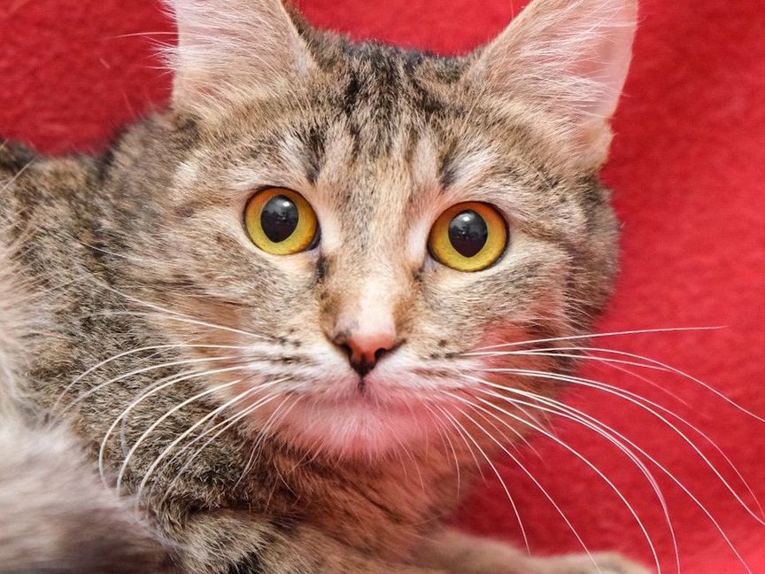 Малышка-котенок в добрые руки