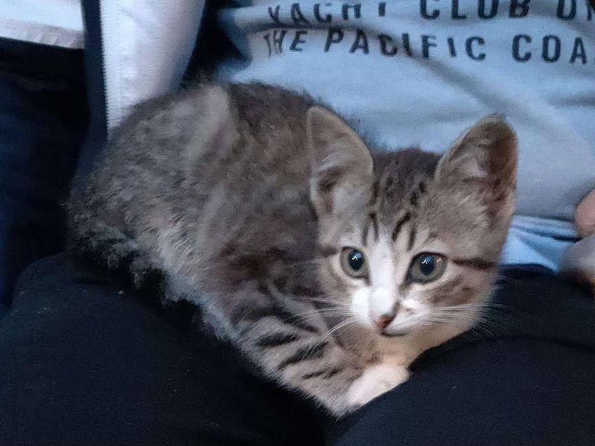 Котята в добрые ручки