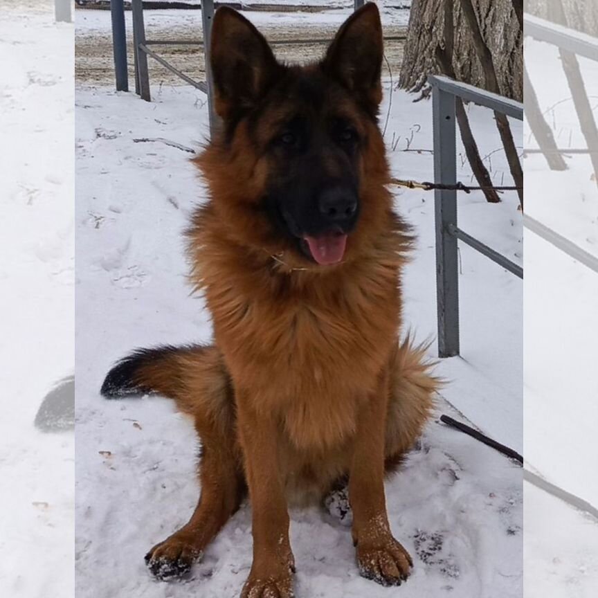 Собака немецкая овчарка кобель