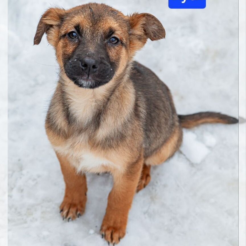 Щенок в добрые руки