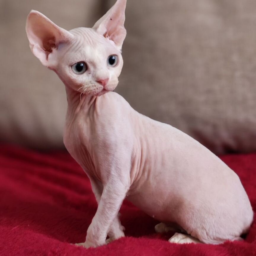 Девон-рекс котёнок