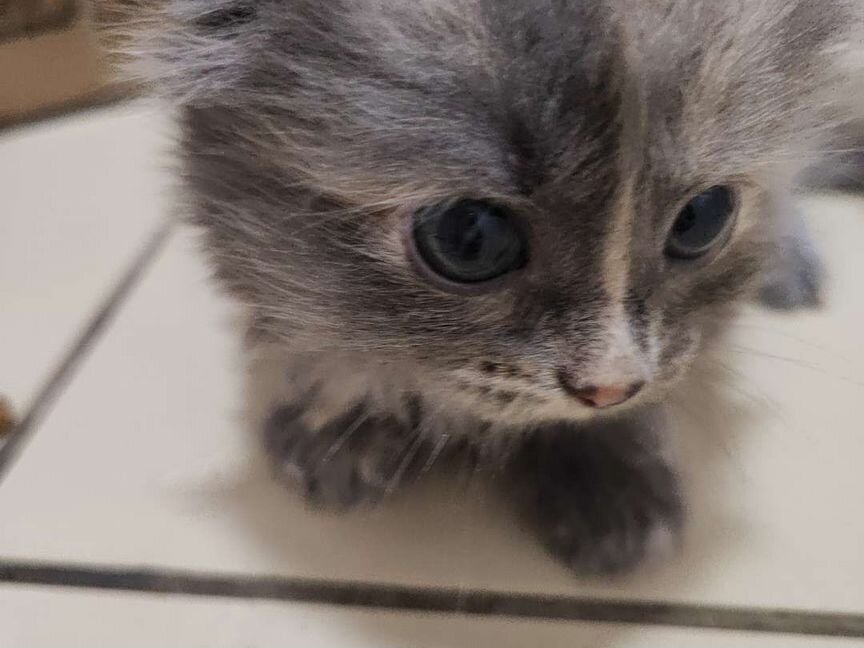 Котята помесь Невской маскарадной