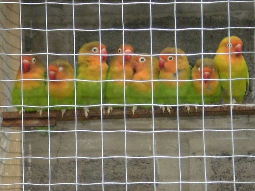 Попугаи оптом