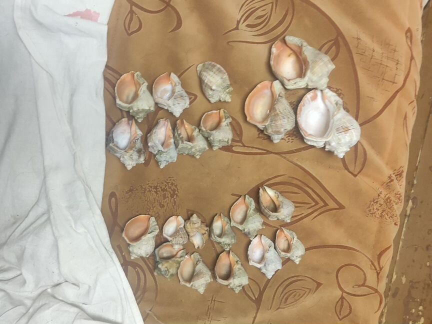 Морские ракушки раковины разных размеров