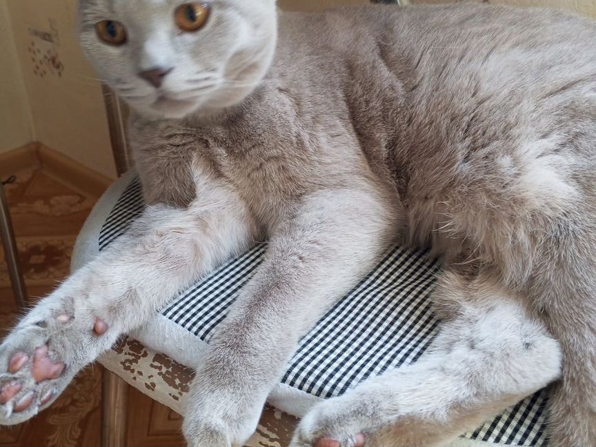 Кошка