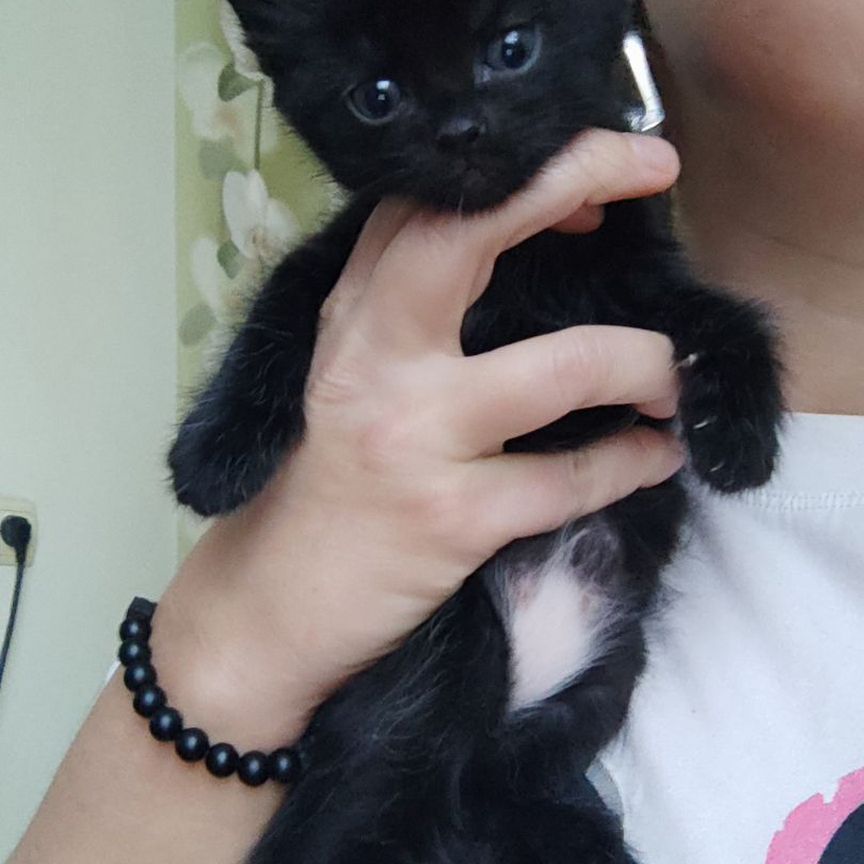 Котик(мальчик)